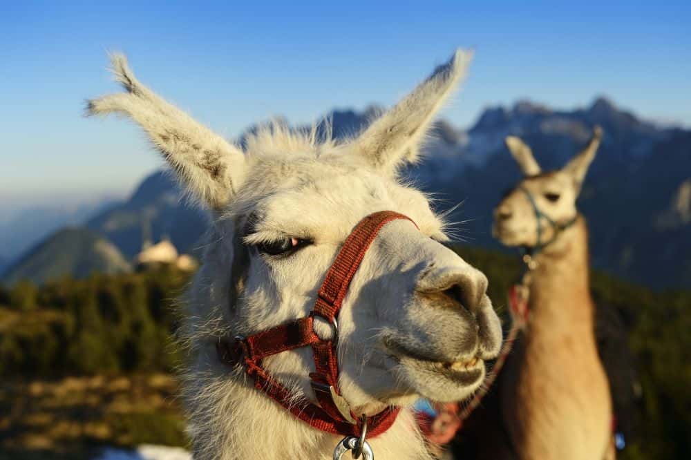 Was du schon immer über Lamas wissen wolltest